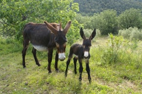 Le pule, fromage au lait d’ânesse est le plus cher du monde